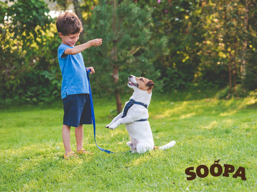 Top Tips for Training | Soopa Pets