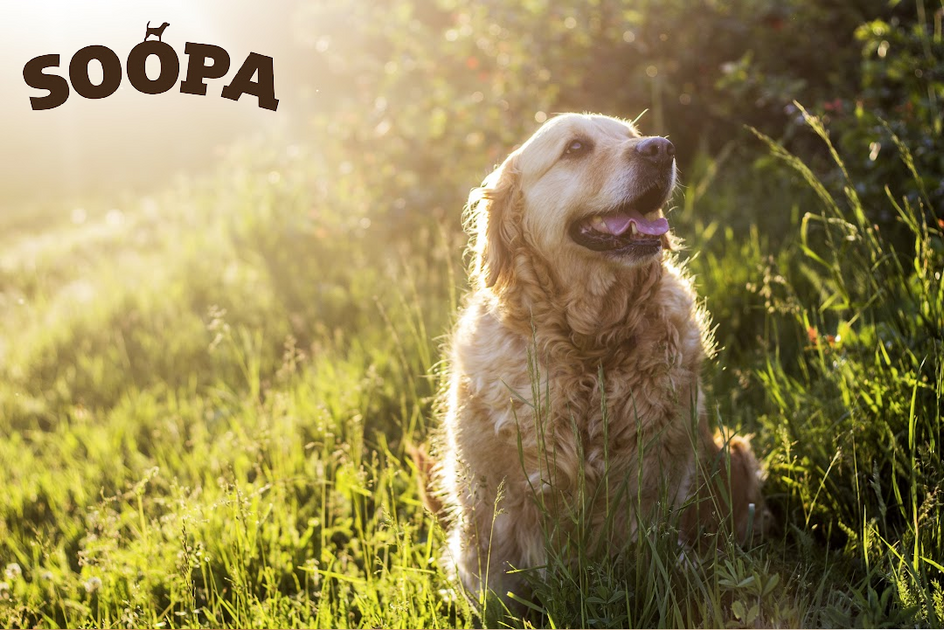 The Soopa Way to Support Senior Dogs | Soopa Pets
