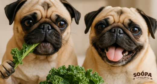 5 Surprising Benefits of Kale for Dogs You MUST Know | Soopa Pets
