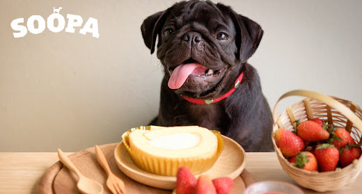 Dog Digestive System: Understanding How Dogs Digest Food | Soopa Pets