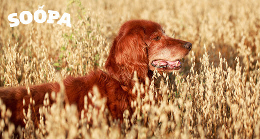 Why Oats are Good for Dogs: A Guide to the Health Benefits of Oats ...