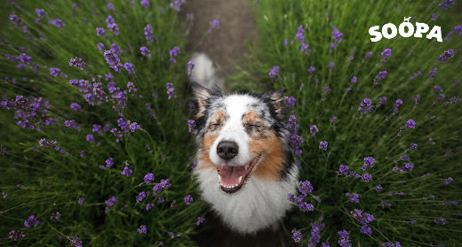 Soopa Pets | Natural Healthy Dog Treats | Soopa Pets