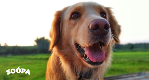 Soopa Pets | Natural Healthy Dog Treats | Soopa Pets